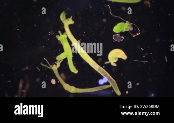 Hydra is a genus of small, fresh-water animals of the phylum Cnidaria ...