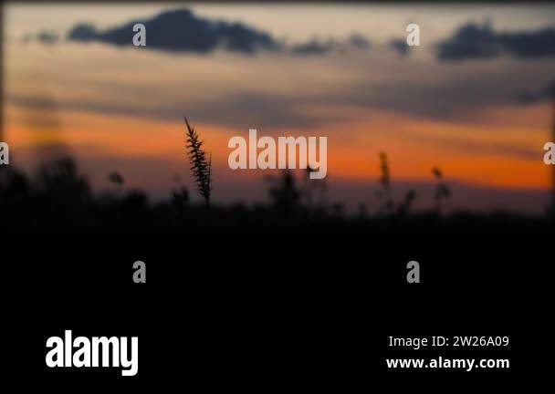 Amorseco grass Stock Videos & Footage - HD and 4K Video Clips - Alamy