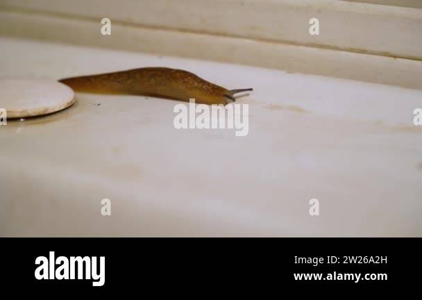 A vile scary brown slug moves along a rusty white sink in the bathroom ...