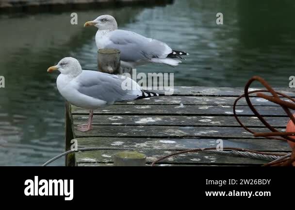 King herring Stock Videos & Footage - HD and 4K Video Clips - Alamy