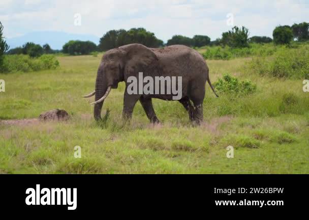 Safari animals models Stock Videos & Footage - HD and 4K Video Clips ...