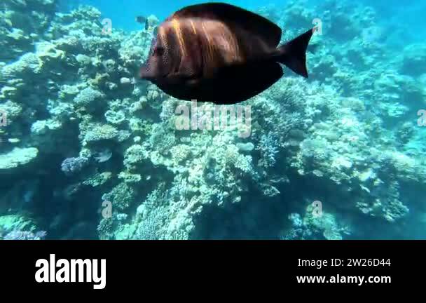 The fauna of the Red Sea. Beautiful silver fish swims along the ...