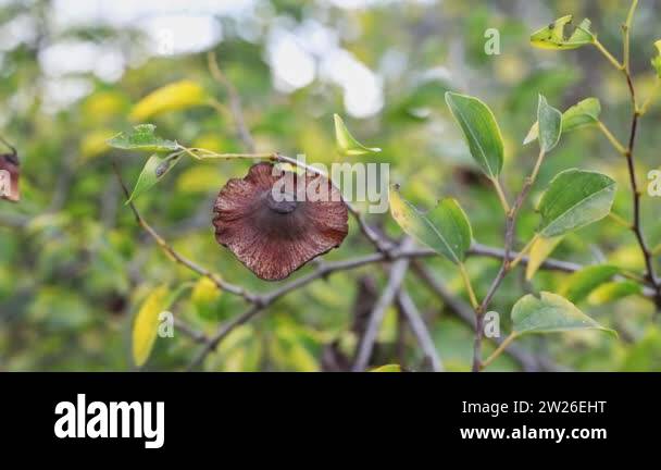 Brown fruit of paliurus spina -christi also called Jerusalem thorn or ...