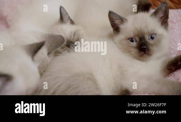 Baby siamese cat Stock Videos & Footage - HD and 4K Video Clips - Alamy