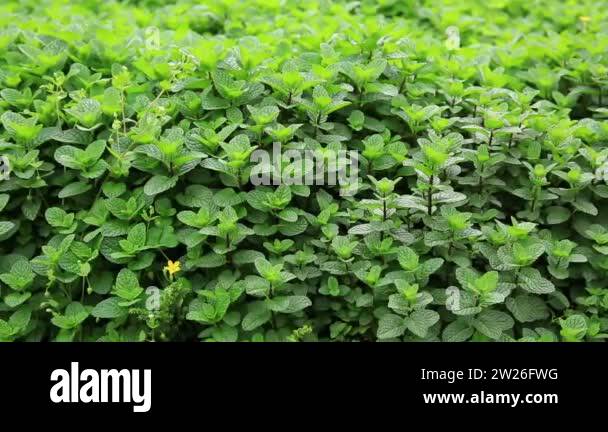 Plant grown Stock Videos & Footage - HD and 4K Video Clips - Alamy