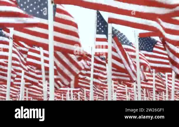 United States of America flags fill the frame as they blow in the wind ...