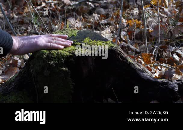 Mossy wood texture Stock Videos & Footage - HD and 4K Video Clips - Alamy