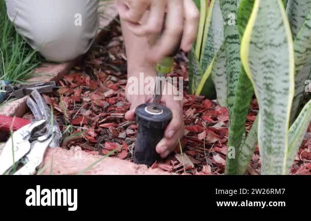 Plumber Man fixing Sprinkler Head in backyard. Grass Field Sprinklers ...