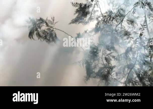 Large fire burning produces thick smoke through standing cedar trees ...
