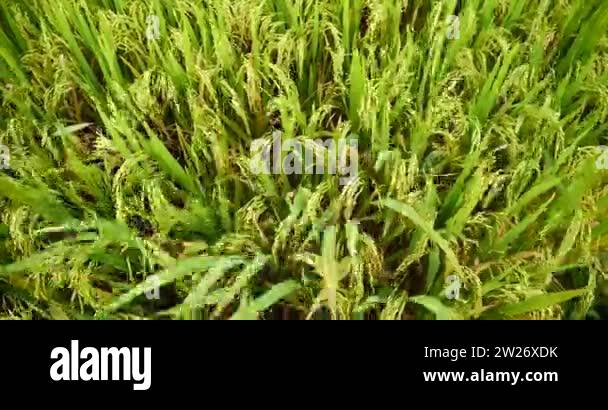 Rice Field Green agriculture ecosystem Asian rice paddy field Vietnam ...