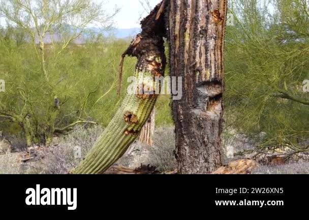 Death cactus Stock Videos & Footage - HD and 4K Video Clips - Alamy