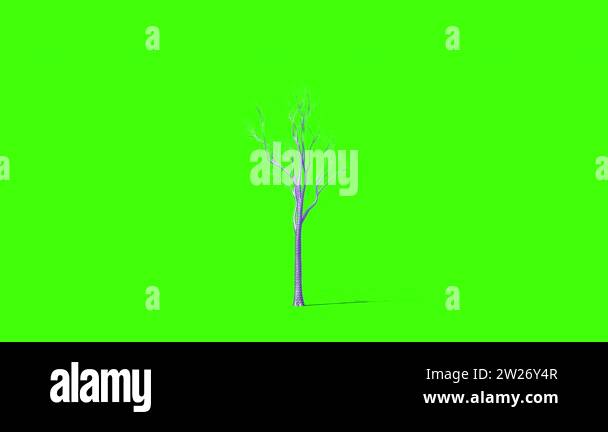 Funky looking tree timelapse growing, Green Screen Chromakey Stock ...