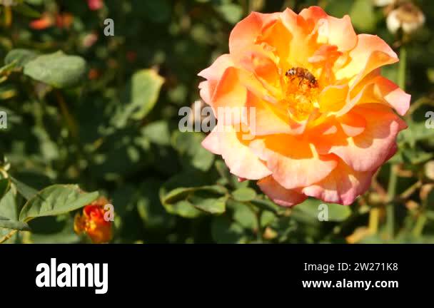 Beautiful english rose tender Stock Videos & Footage - HD and 4K Video ...