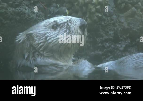 Close up on Southern sea otter laying on its back, swimming in water ...