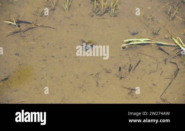 Frog belly Stock Videos & Footage - HD and 4K Video Clips - Alamy