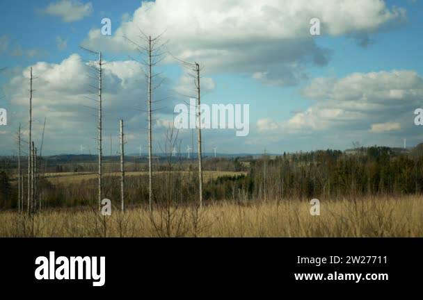 Bark wood beetle pest Ips typographus infestation, spruce and bast tree ...
