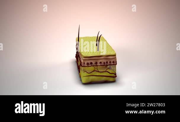 Skin Anatomy 4K Animation, Different layers of skin, Epidermis, Hair ...