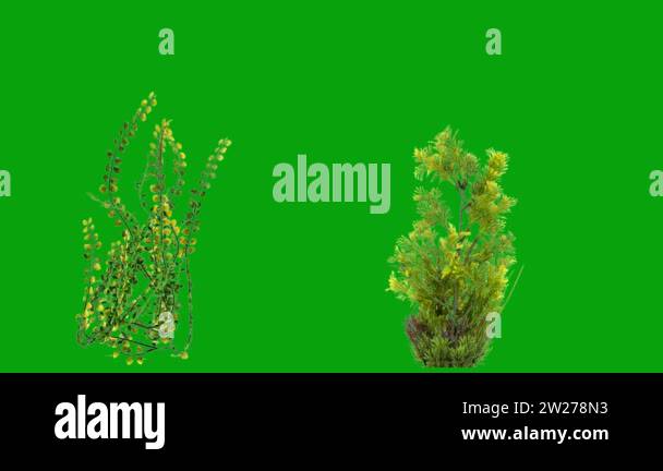 Underwater plants motion graphics with green screen background 3 Stock ...