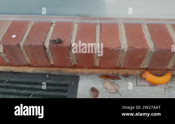 Close up footage of a wheel bug (Arilus cristatus) walking slowly on ...