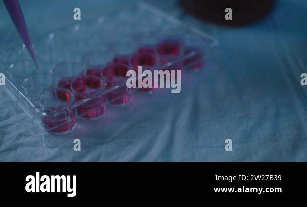 Scientist placing a red liquid sample with micro pipette into a test ... Scientist placing a red liquid sample with micro pipette into a test ...
