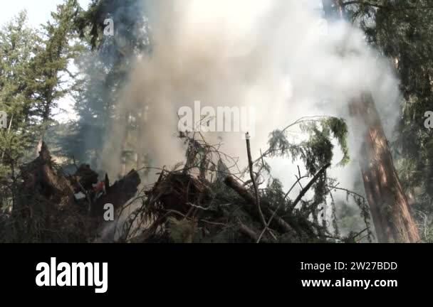 Slash pile burn Stock Videos & Footage - HD and 4K Video Clips - Alamy