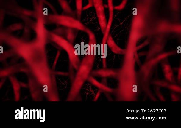 Human cardio vascular system with red blood vessels. Heart beat ...