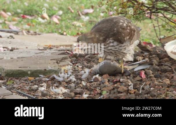 Hawk eating Stock Videos & Footage - HD and 4K Video Clips - Alamy