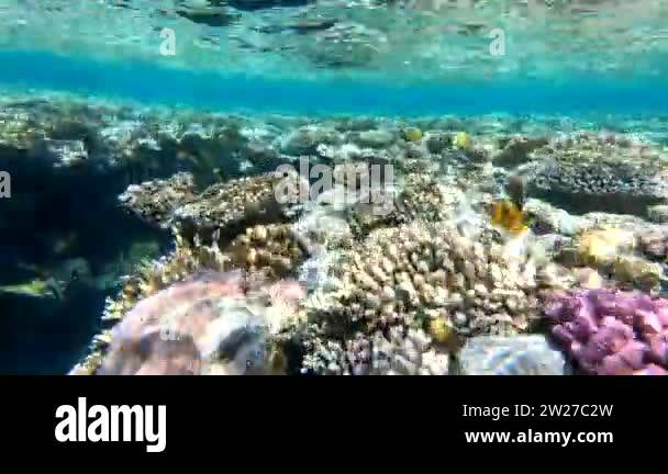 The fauna of the Red Sea. Beautiful silver fish swims along the ...