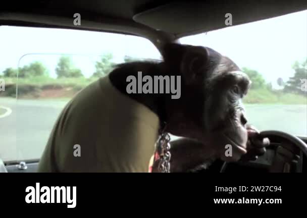 Monkey driver Stock Videos & Footage - HD and 4K Video Clips - Alamy