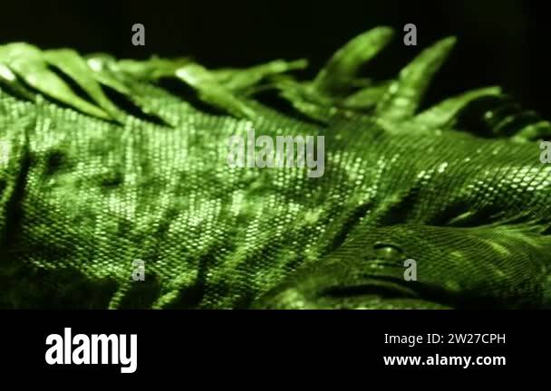 Spiny tailed gecko Stock Videos & Footage - HD and 4K Video Clips - Alamy