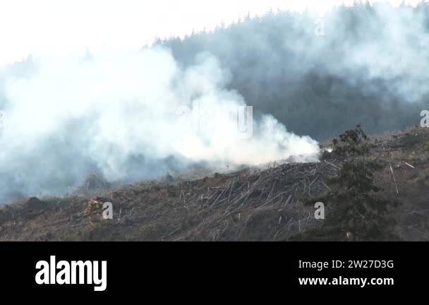 Lumber slash Stock Videos & Footage - HD and 4K Video Clips - Alamy