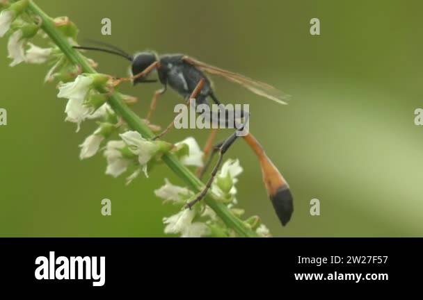 Ichneumonidae, Darwin wasps, is parasitoid wasp family within insect ...
