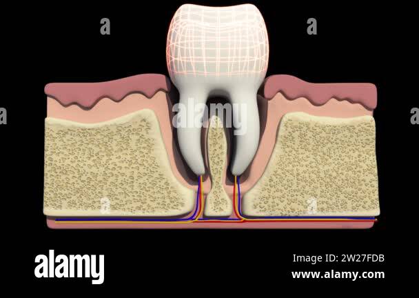 This video shows the internal anatomy of tooth Stock Video Footage - Alamy