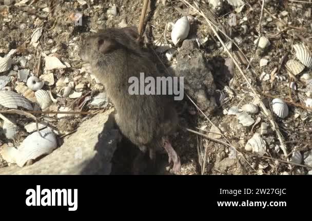 Dead field mouse Stock Videos & Footage - HD and 4K Video Clips - Alamy