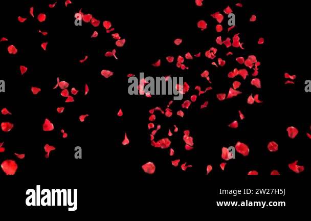 Falling petals roses 3d animation with alpha channel Stock Video ...