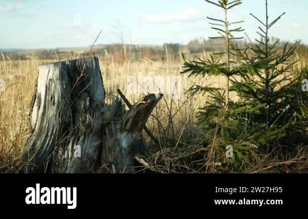 Bark wood beetle pest Ips typographus infestation, spruce bast tree ...