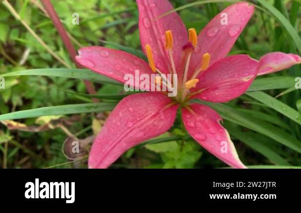Lilia flower Stock Videos & Footage - HD and 4K Video Clips - Alamy