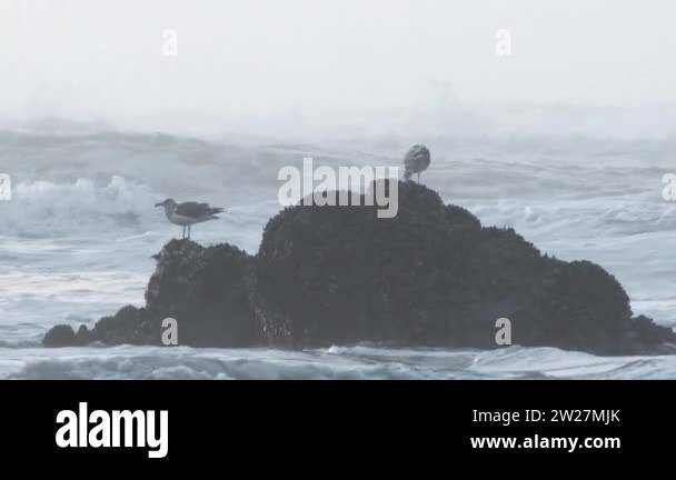 Seagull feeds on crustaceans from ocean rock with large waves crashing ...