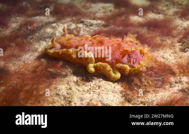Nudibranchs, the Spanish dancer. Exciting night diving off the ...