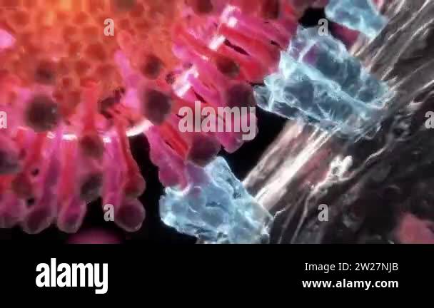 Immune system body Stock Videos & Footage - HD and 4K Video Clips - Alamy