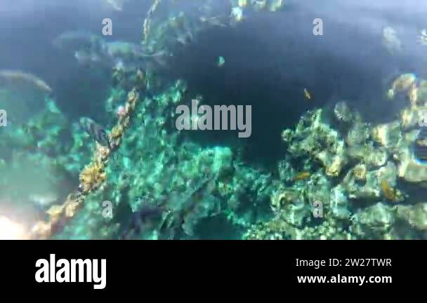 The fauna of the Red Sea. Beautiful silver fish swims along the ...