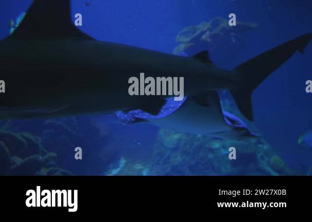 ramp fish swim by in large freshwater aquarium on background of ...