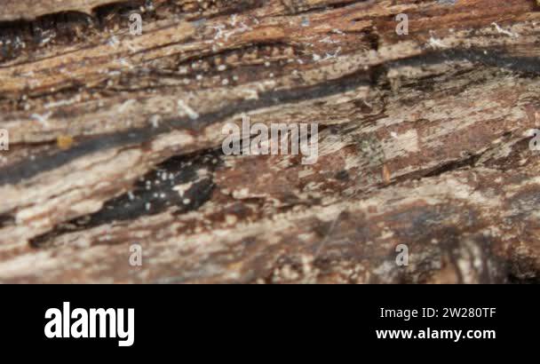 Tree under microscope Stock Videos & Footage - HD and 4K Video Clips ...