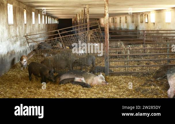 Hog pork sow farming Stock Videos & Footage - HD and 4K Video Clips - Alamy
