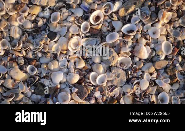 Background texture of small seashells on beach. Full HD video 1920x1080 ...