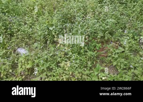 footage of walking on the ageratum conyzoides weed in the field Stock ...
