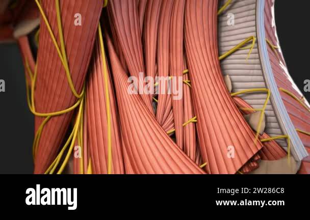 Muscles of the neck attach to the skull, hyoid bone, clavicles and the ...