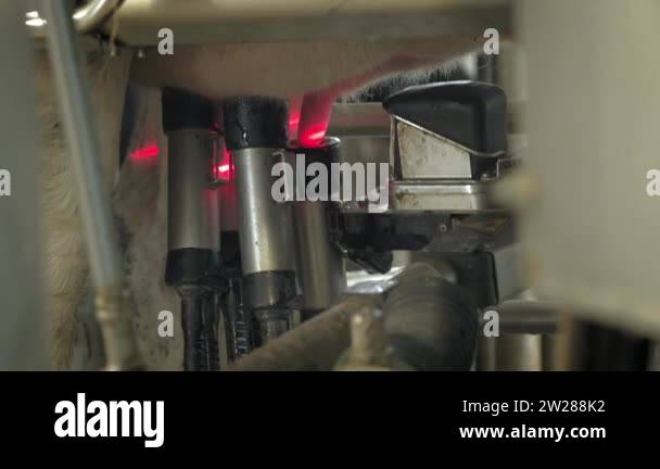 Automated process of a modern milking machine. The cows udder is ...