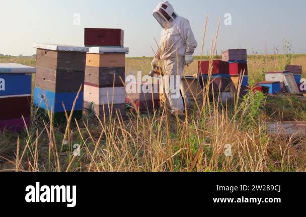 Beekeeper is checking bees, open beehive.Apiarist, beekeeper is opening ...