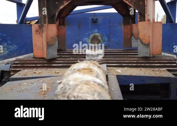 Automated Log Sorting Line Wheel Loader And Automatic Sorting Logs Diameter At The Sawmill 